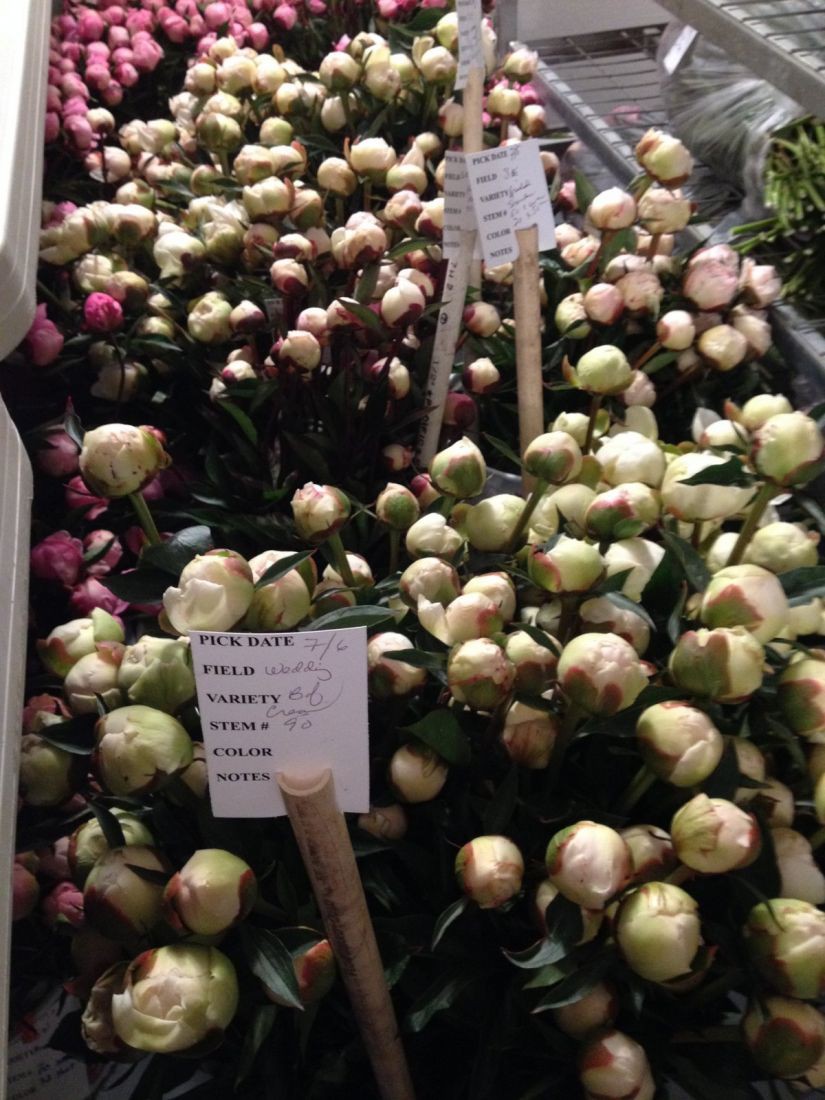 Alaska Peony Varieties We Sell at Alaska Perfect Peony