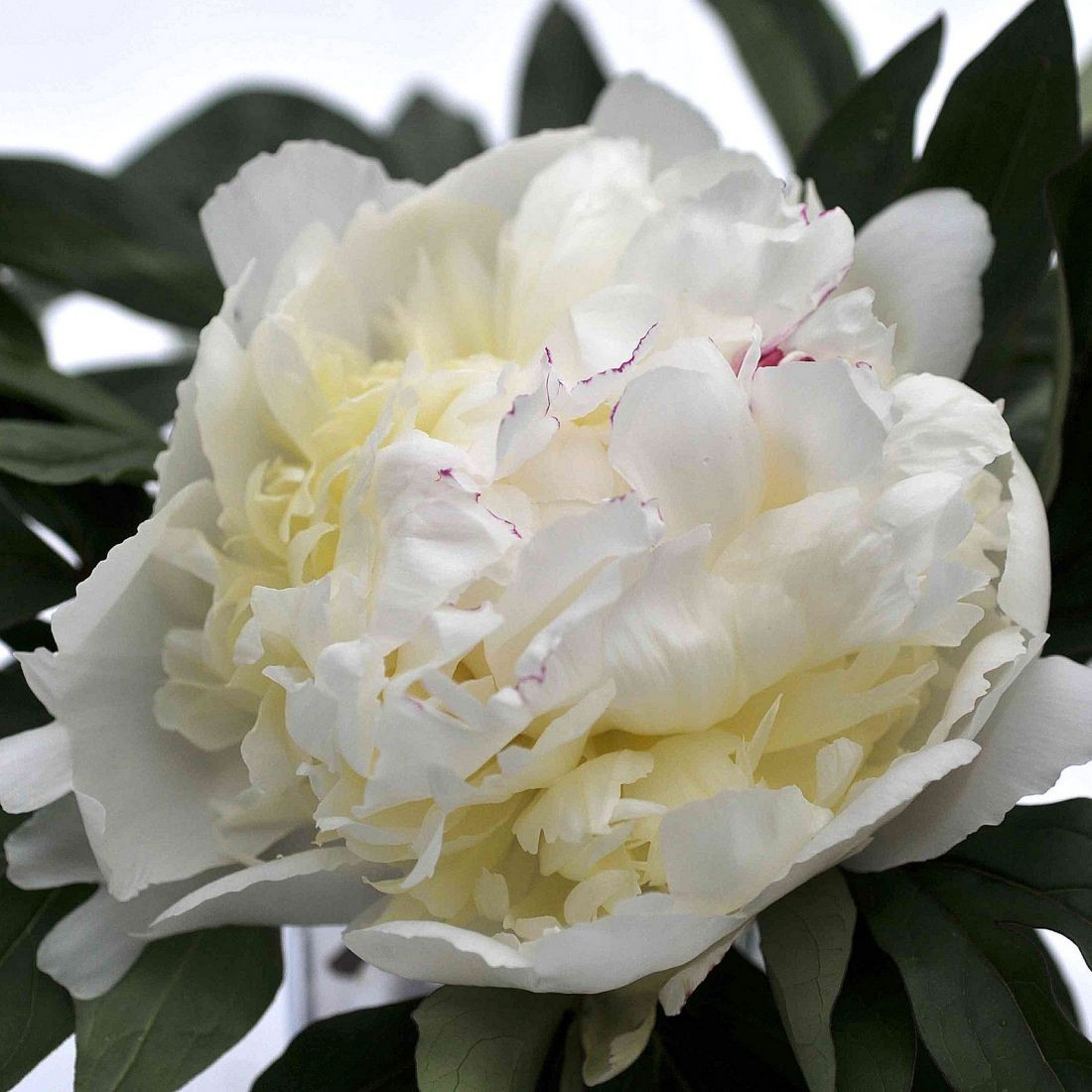 Alaska Peony Varieties We Sell at Alaska Perfect Peony
