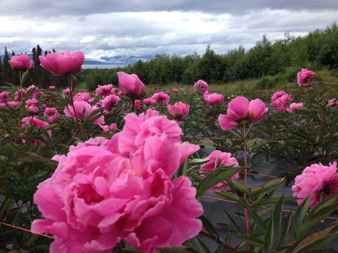 Alaska Peony Varieties We Sell at Alaska Perfect Peony