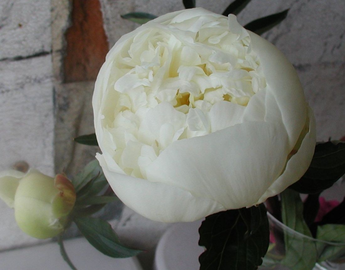Alaska Peony Varieties We Sell at Alaska Perfect Peony