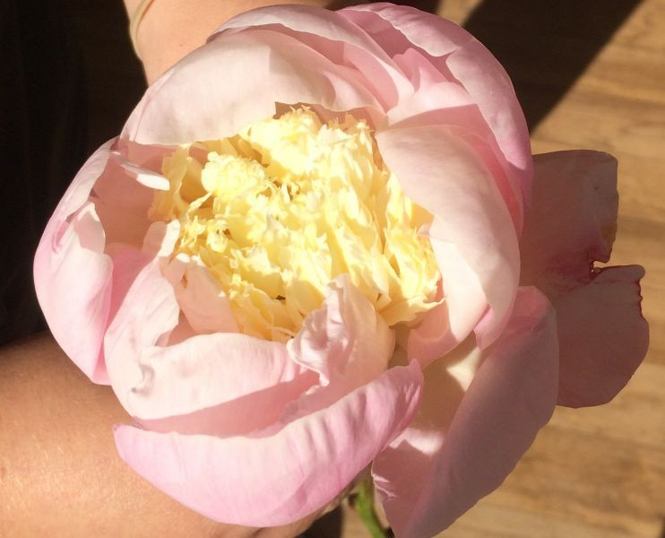 Alaska Peony Varieties We Sell at Alaska Perfect Peony