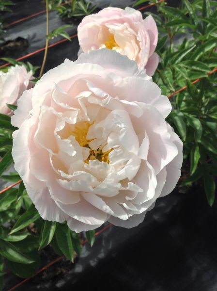 Alaska Peony Varieties We Sell at Alaska Perfect Peony