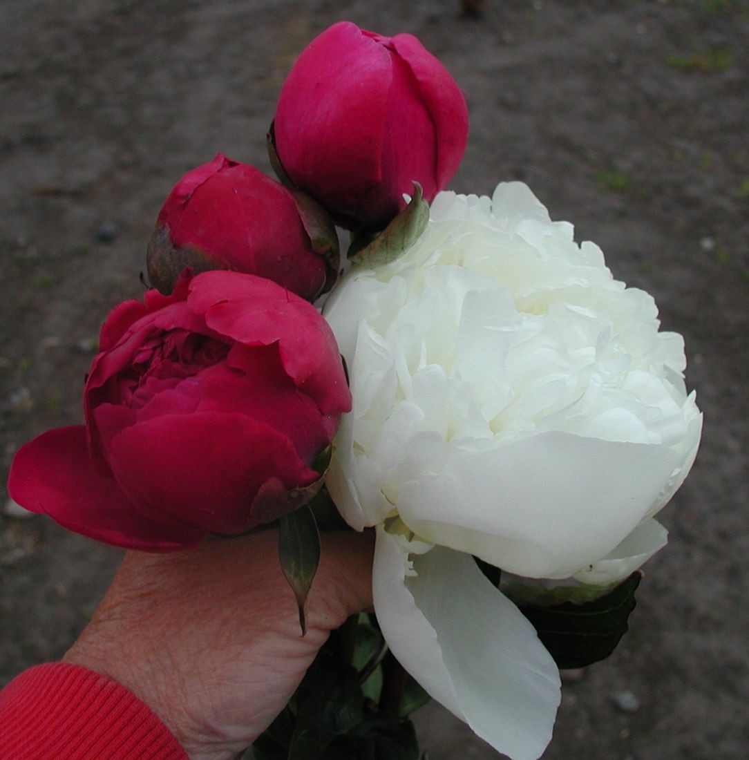 Alaska Peony Varieties We Sell at Alaska Perfect Peony