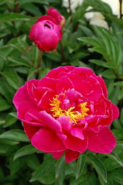 Alaska Peony Roots We Sell at Alaska Perfect Peony