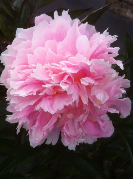 Alaska Peony Varieties We Sell at Alaska Perfect Peony