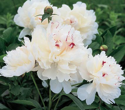 Alaska Peony Varieties We Sell at Alaska Perfect Peony