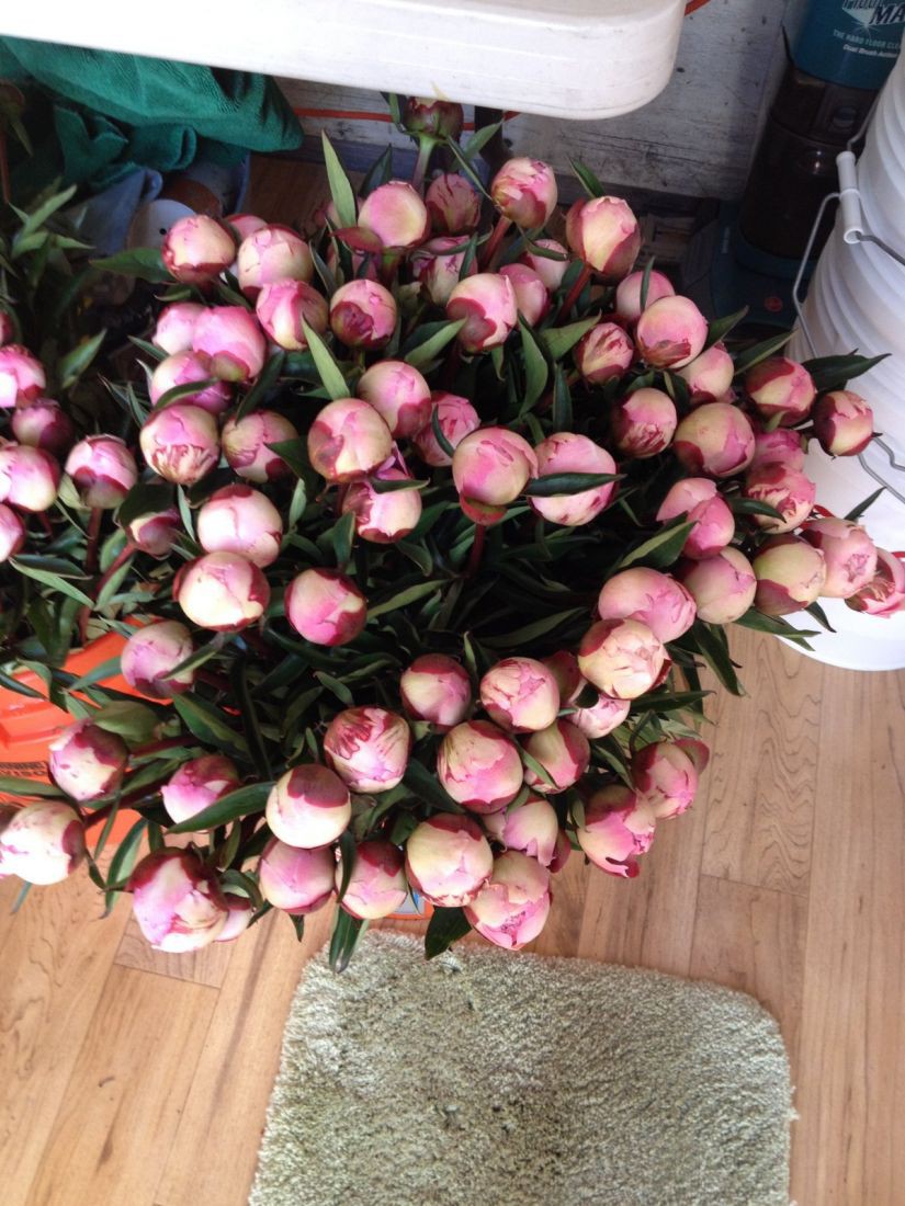 Alaska Peony Varieties We Sell at Alaska Perfect Peony