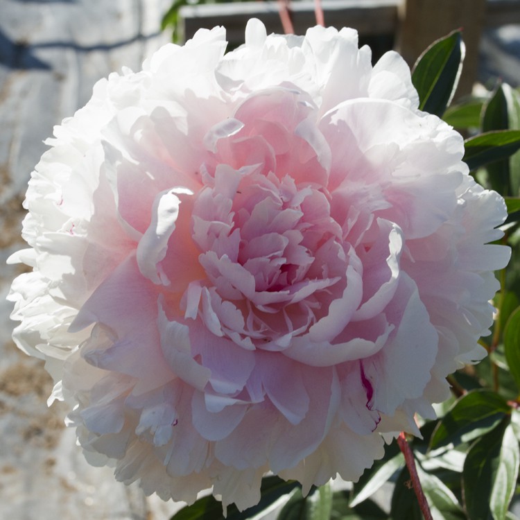 Alaska Peony Varieties We Sell at Alaska Perfect Peony
