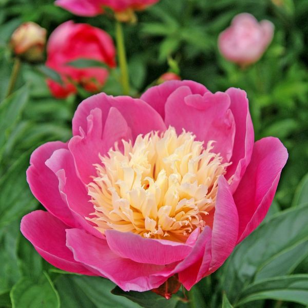 Alaska Peony Roots We Sell at Alaska Perfect Peony