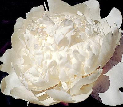 Alaska Peony Varieties We Sell at Alaska Perfect Peony