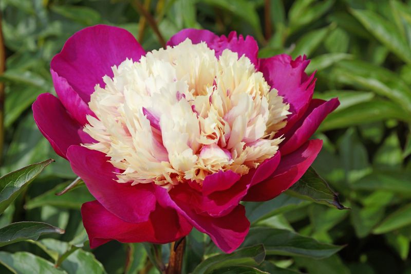 Alaska Peony Roots We Sell at Alaska Perfect Peony